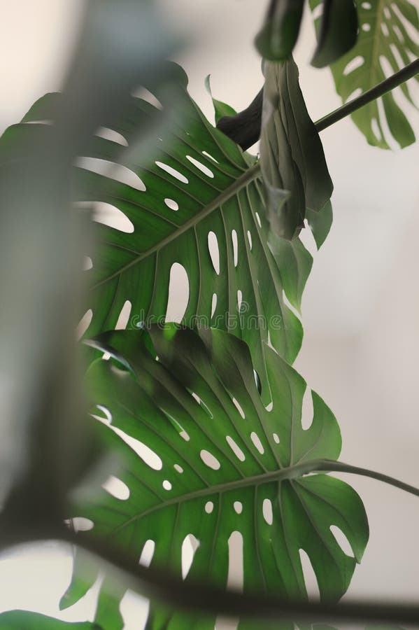 A Close Up of Monstera Homeplant Tree with Leaves. Palm Tree Inside ...