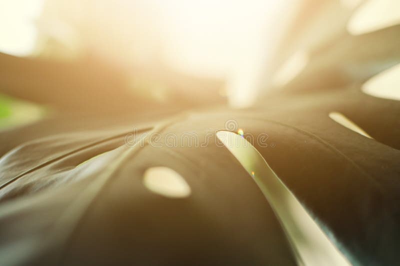 A Close Up of Monstera Homeplant Tree with Sunlight. Palm Tree Inside ...