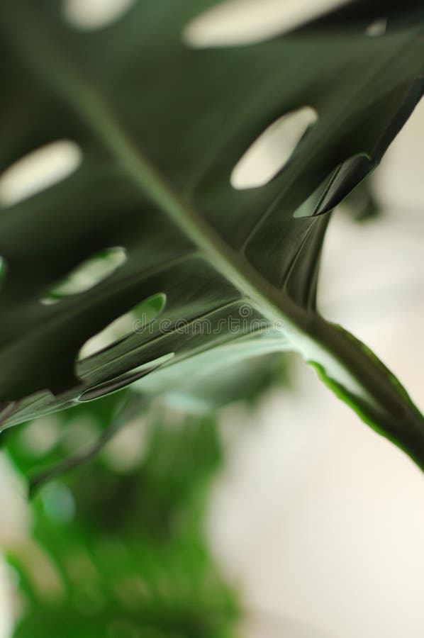 A Close Up of Monstera Homeplant Tree with Sunlight. Palm Tree Inside ...