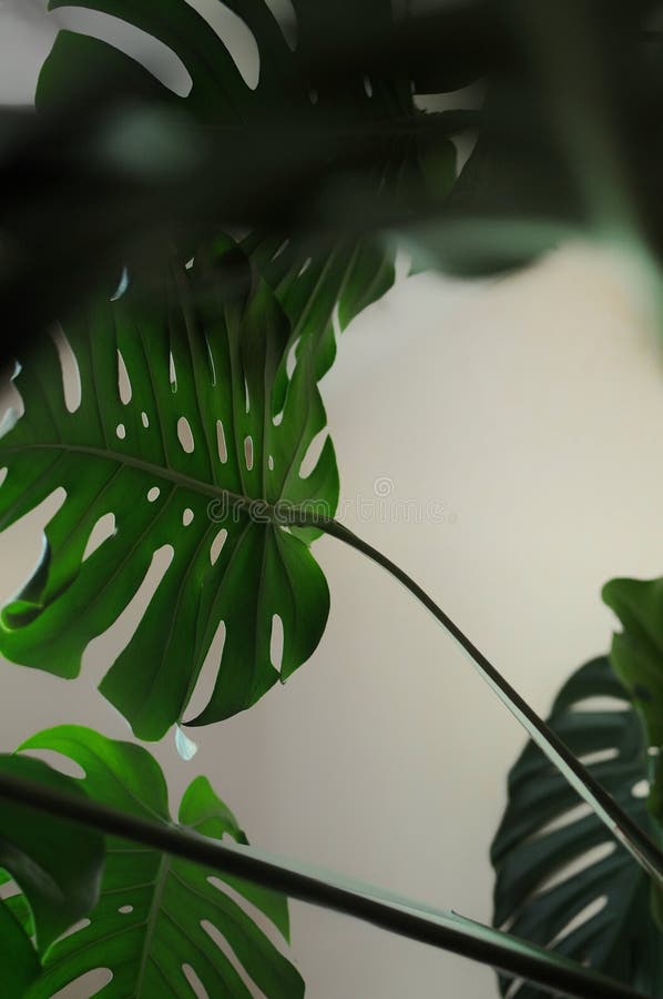 A Close Up of Monstera Homeplant Tree with Sunlight. Palm Tree Inside ...