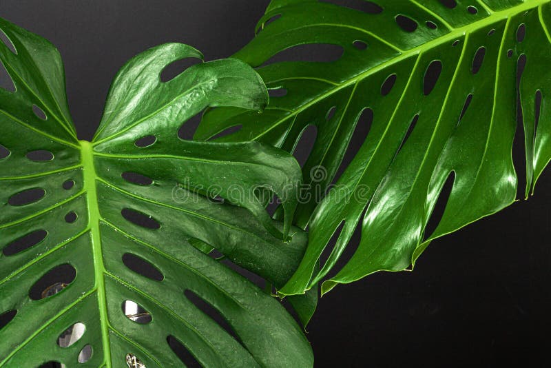 Close Up of a Monstera Leaf on Dark Black Background Stock Image ...