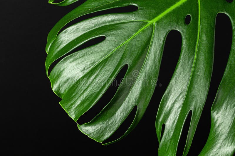Close Up of a Monstera Leaf on Dark Black Background Stock Image ...