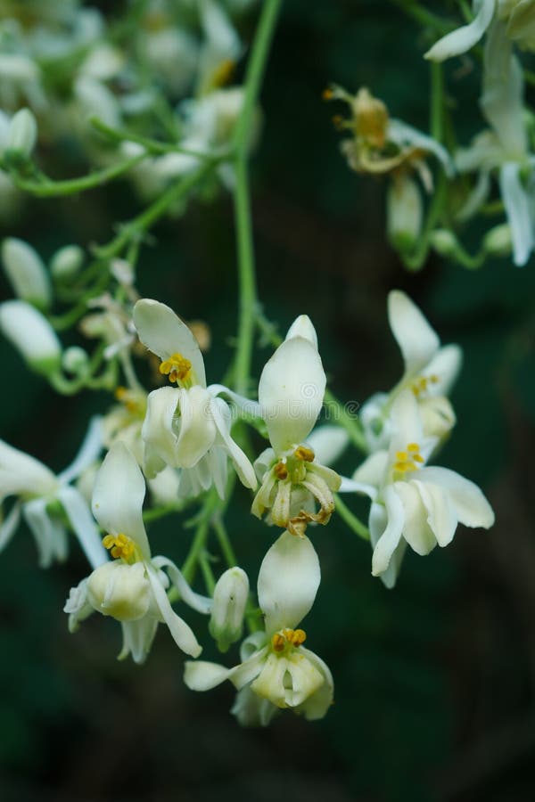 Close Up Moringa Flowers on Tree Stock Image - Image of tropical, plant ...