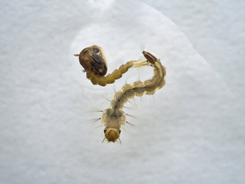 Close Up Mosquito Larva and Pupa Stock Image - Image of pupa, aedes ...