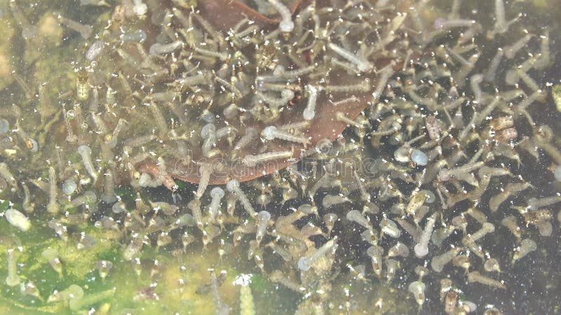 Mosquito Larvae and Pupae in a Stagnant Pool of Water Insects Stock ...
