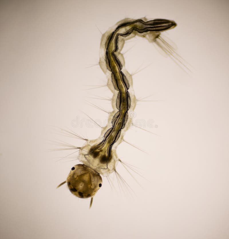 Close Up Mosquito Larvae in Light Microscope, Larvae Under a Microscope ...
