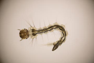 Close Up Mosquito Larvae in Light Microscope, Larvae Under a Microscope ...