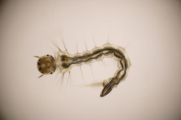Close Up Mosquito Larvae in Light Microscope, Larvae Under a Microscope ...