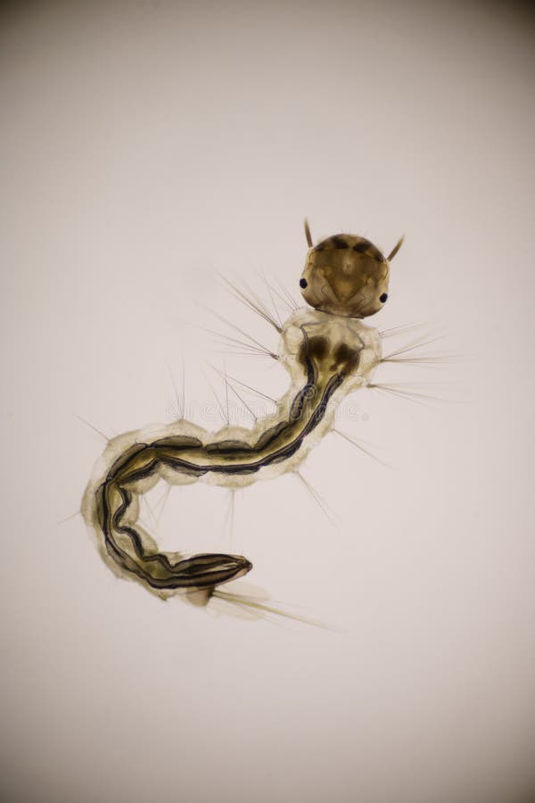 Close Up Mosquito Larvae in Light Microscope, Larvae Under a Microscope ...