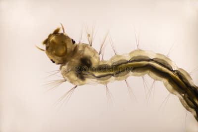 Close Up Mosquito Larvae in Light Microscope, Larvae Under a Microscope ...