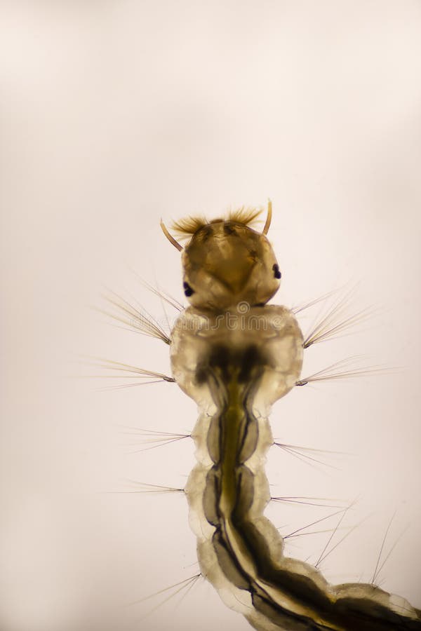 Close Up Mosquito Larvae in Light Microscope, Larvae Under a Microscope ...