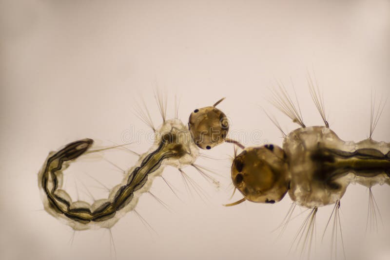 Close Up Mosquito Larvae in Light Microscope, Larvae Under a Microscope ...