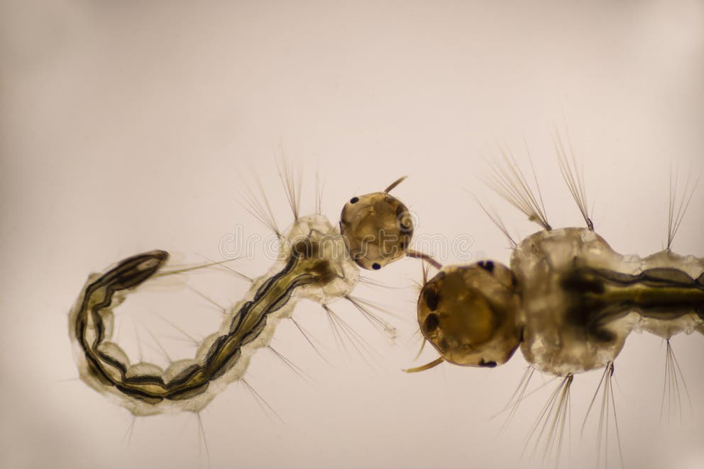 Close Up Mosquito Larvae in Light Microscope, Larvae Under a Microscope ...