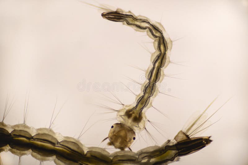 Close Up Mosquito Larvae in Light Microscope, Larvae Under a Microscope ...