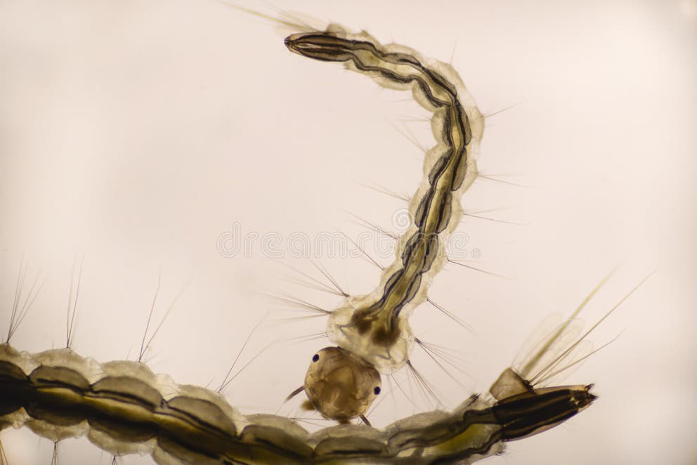 Close Up Mosquito Larvae in Light Microscope, Larvae Under a Microscope ...