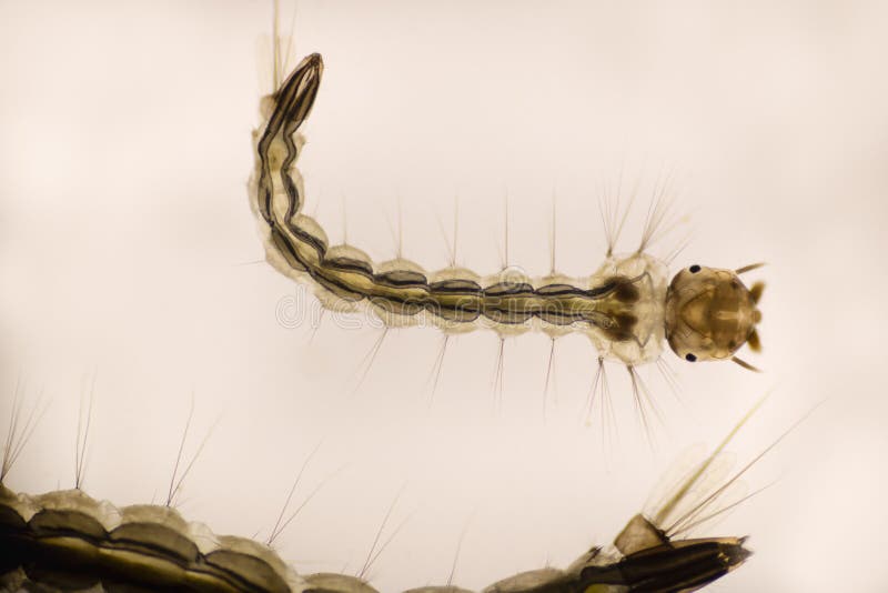 Close Up Mosquito Larvae in Light Microscope, Larvae Under a Microscope ...