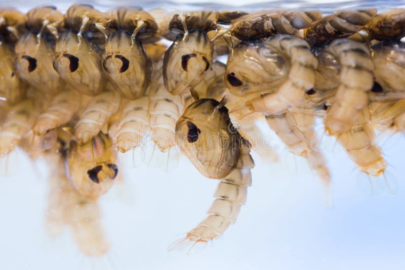 Mosquito pupae and larvae stock photo. Image of larvae - 30286744