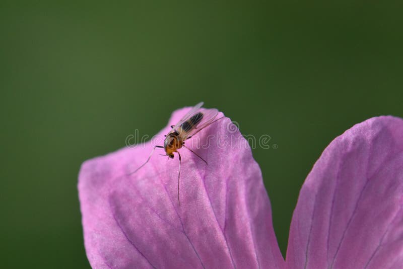 Mosquito on Pink Geranium Flower Stock Photo - Image of pink, insect ...