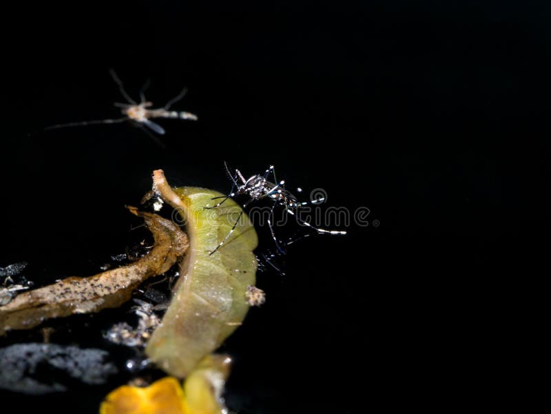 A Mosquito are Spawning on Dark Water Stock Photo - Image of ... A Mosquito are Spawning on Dark Water Stock Photo - Image of ...