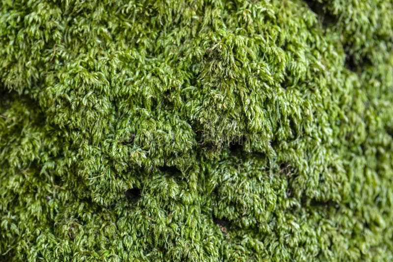 Close-up of Moss stock image. Image of closeup, weed - 221586593