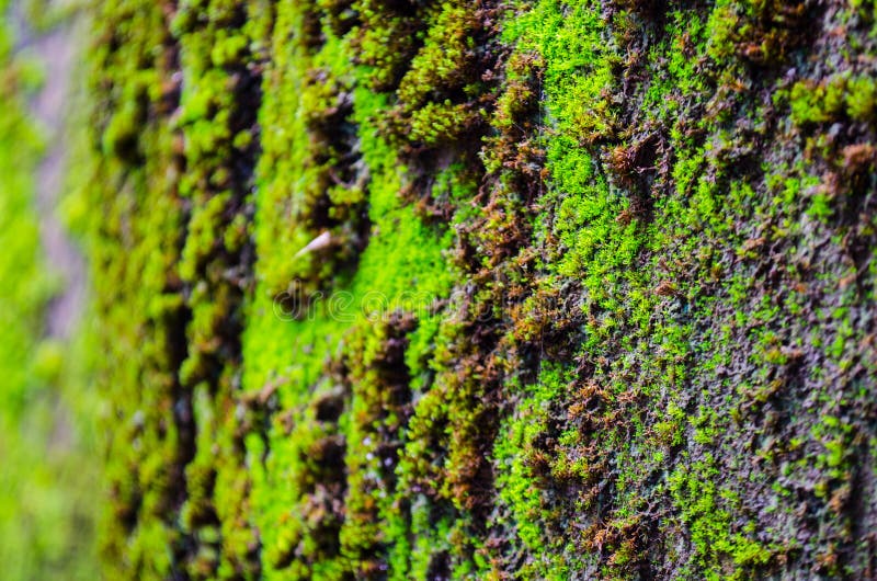 Close up of moss stock image. Image of plant, forest - 26291127