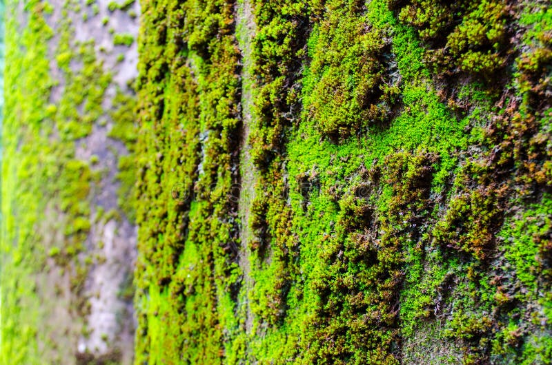 Close up of moss stock image. Image of wall, green, macro - 26291193