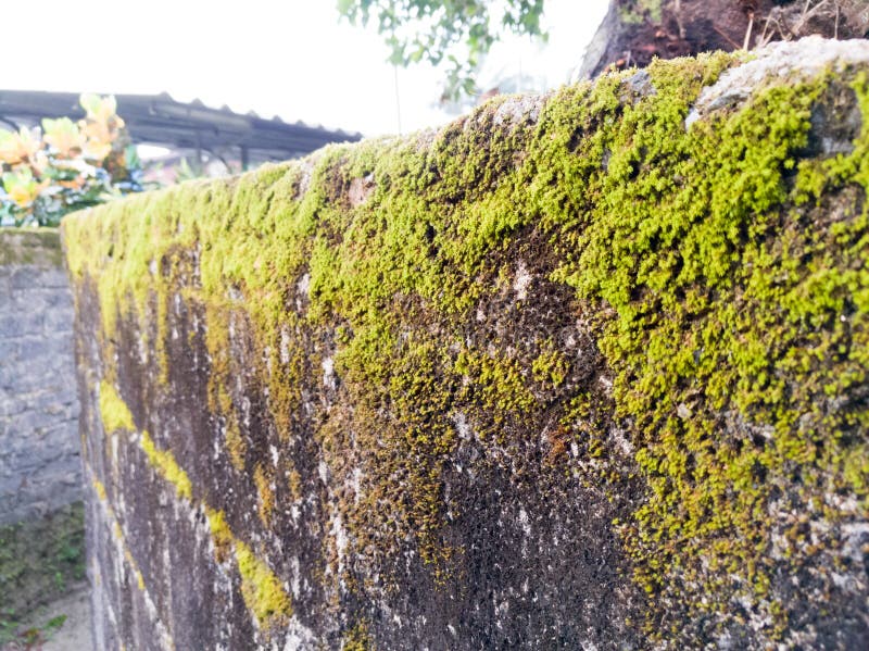 Close Up Moss on the Concrete Wall Stock Photo - Image of landscape ...