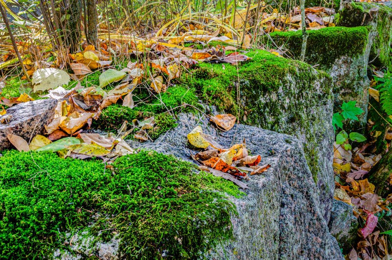 Close-up of Moss Covered Rock Outcroppings Stock Photo - Image of ...