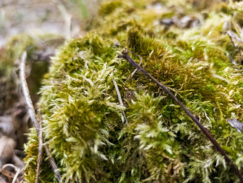 A Close Up of a Moss Covered Rock in the Woods Stock Photo - Image of ...