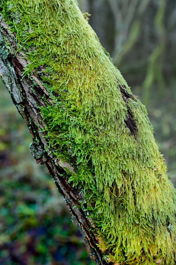 Close-up of Moss Covered Tree Deep in a Forest Stock Photo - Image of ...