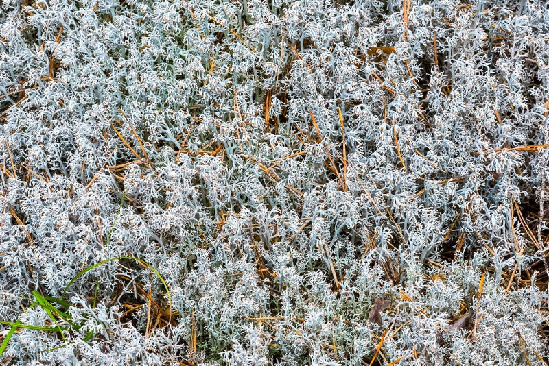 Close-up of Moss Covers the Ground. Spruce Needles Lie on White Rare ...
