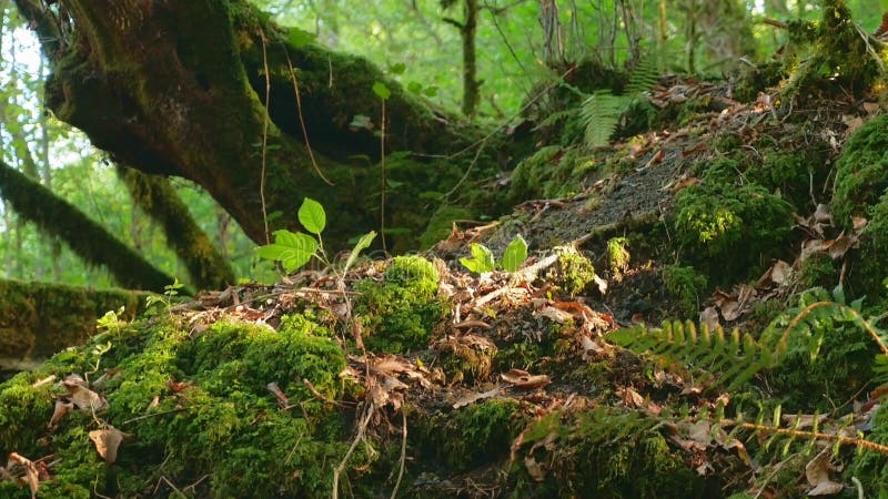 Close-up, Moss in the Forest Fluttering in the Wind. the Lights of a ...