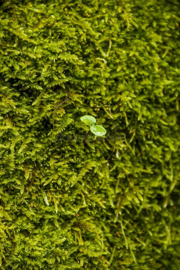 Close-up of Moss in the Forest Stock Image - Image of grow, growth ...