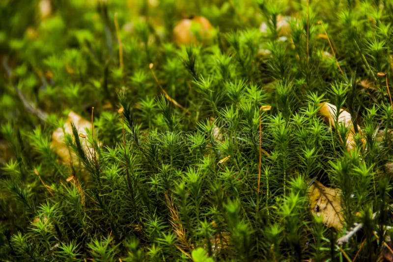 Close-up of Moss in the Forest Stock Image - Image of grow, growth ...