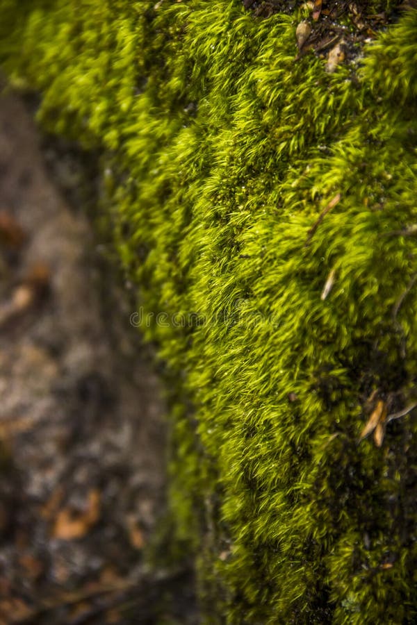 Close-up of Moss in the Forest Stock Image - Image of grow, growth ...