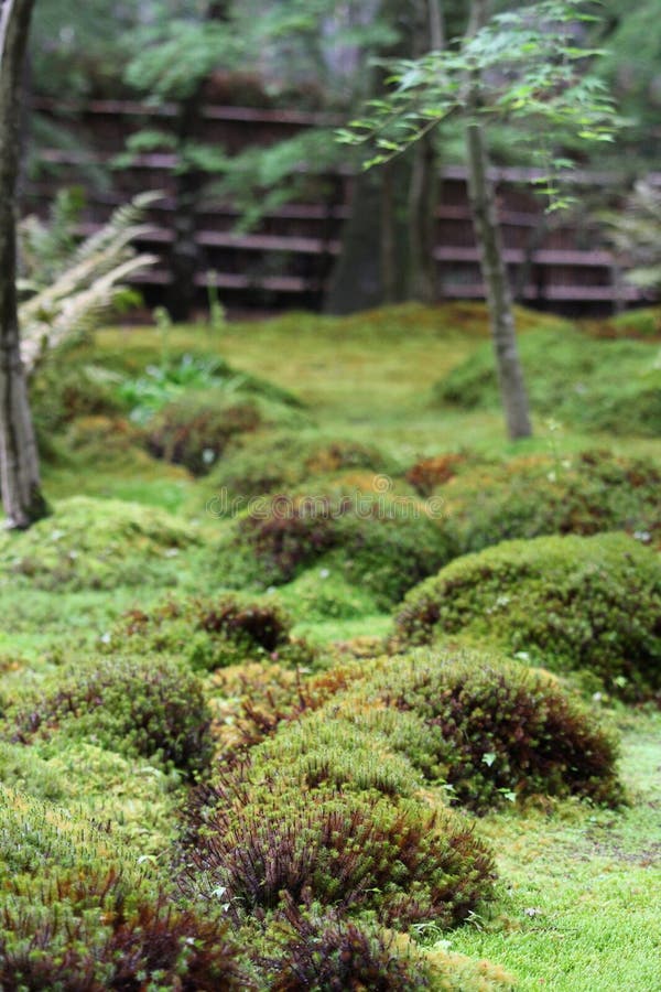 Close-up of Moss Garden in Japan Stock Image - Image of rain, garden ...