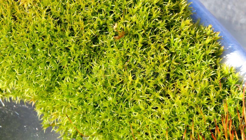 Close up of moss. stock image. Image of green, common - 53568479