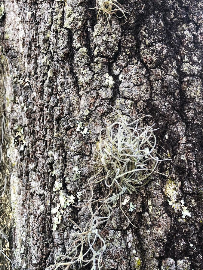 Moss Growing on an Oak Tree Stock Photo - Image of growing, close ...