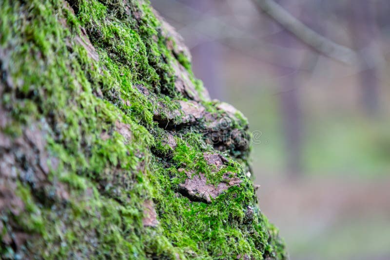 Moss on Bark stock image. Image of close, bark, countryside - 135741263