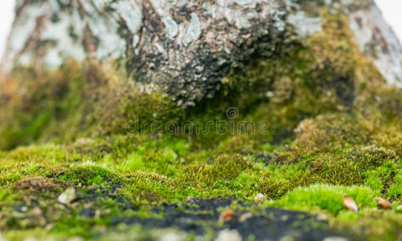 Close Up of Moss Growth on Bottom of Tree Stock Image - Image of ...