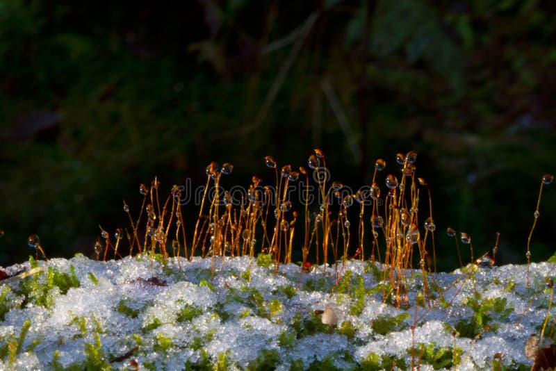 Moss in snow stock image. Image of humid, nature, capsule - 236365887