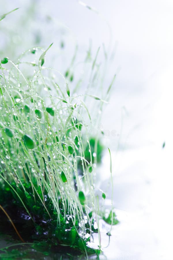 Close-up of Moss after Rain Stock Image - Image of flora, macro: 2157835