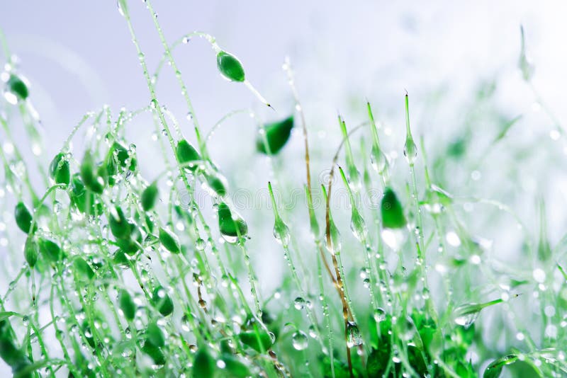 Close-up of Moss after Rain Stock Photo - Image of white, botanical ...