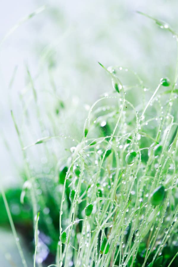 Close-up of Moss after Rain Stock Photo - Image of grow, plant: 2296978