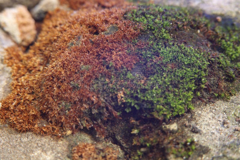 Close-up of Moss on Rock Surface Stock Photo - Image of invertebrate ...