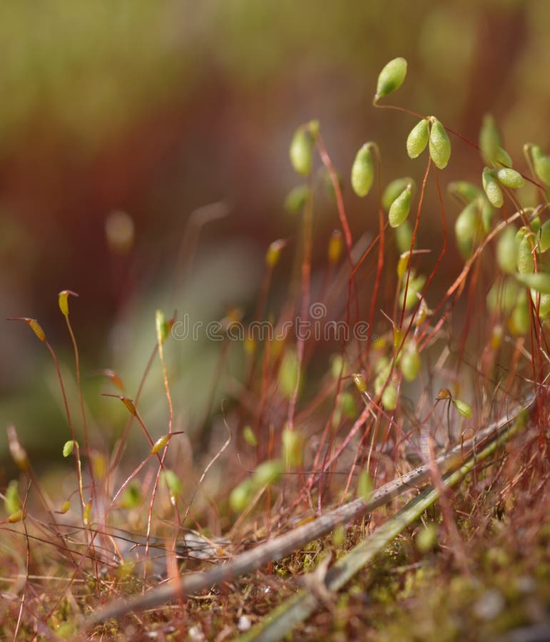 Close Up of Moss Seeds Growing on the Ground Stock Photo - Image of ...