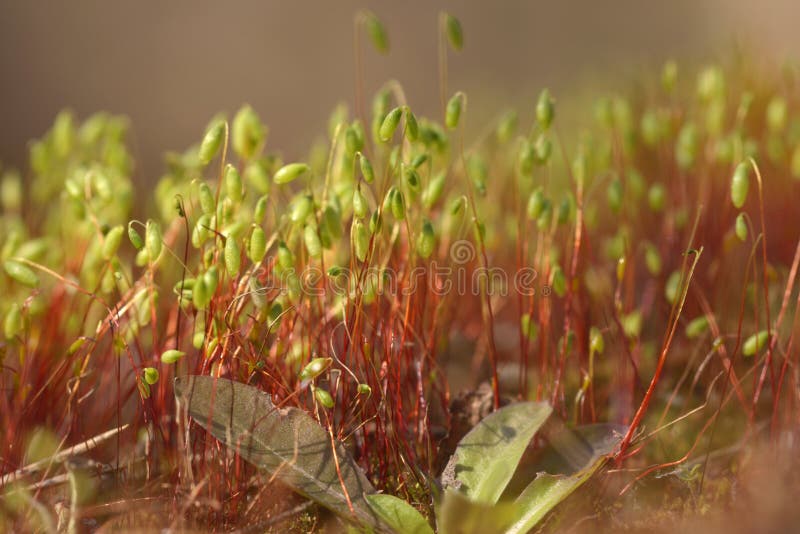 Close Up of Moss Seeds Growing on the Ground Stock Image - Image of ...