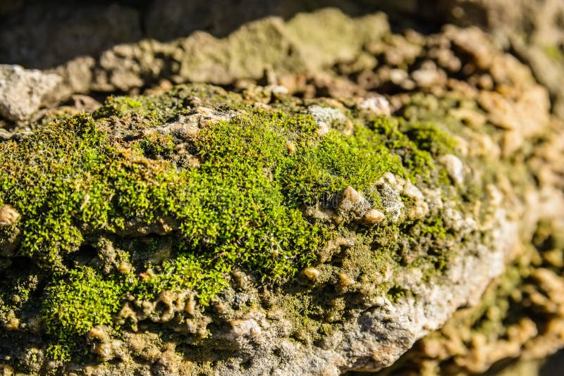 Close up moss on the stone stock photo. Image of grow - 90082620