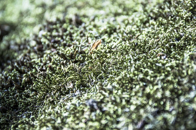 Close-up of Moss in the Forest Stock Image - Image of grow, growth ...