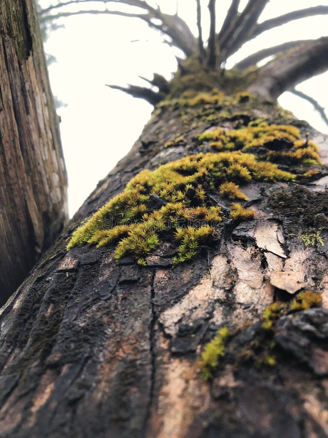 Close-up Moss Texture on Tree Stock Photo - Image of plant, outdoor ...